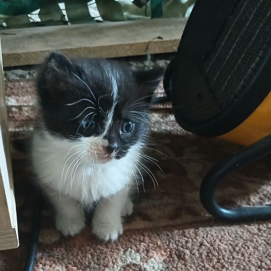 Отдам в добрые руки котят