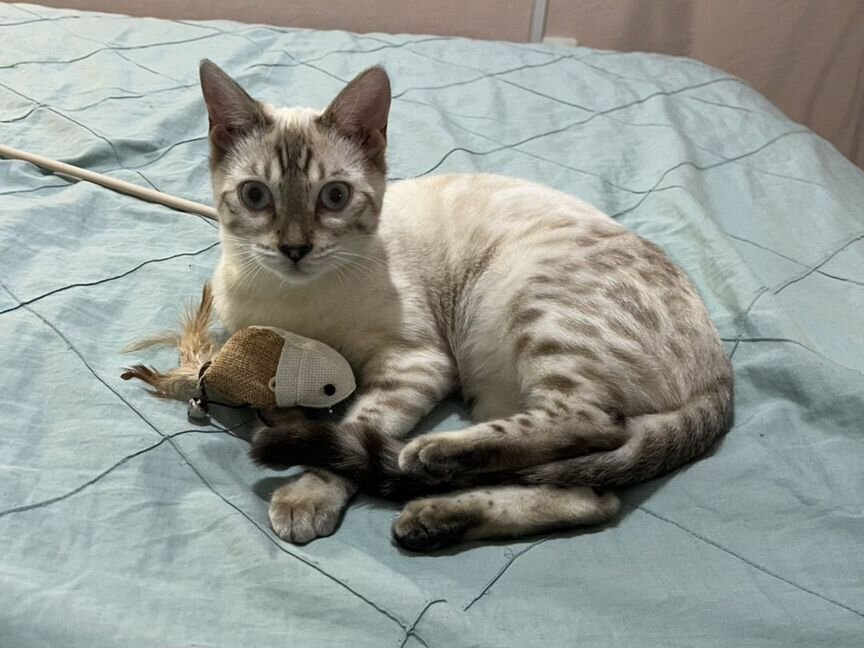 Бенгалиская кошка вязка