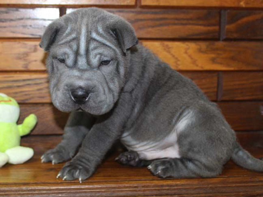 Шарпейские детки