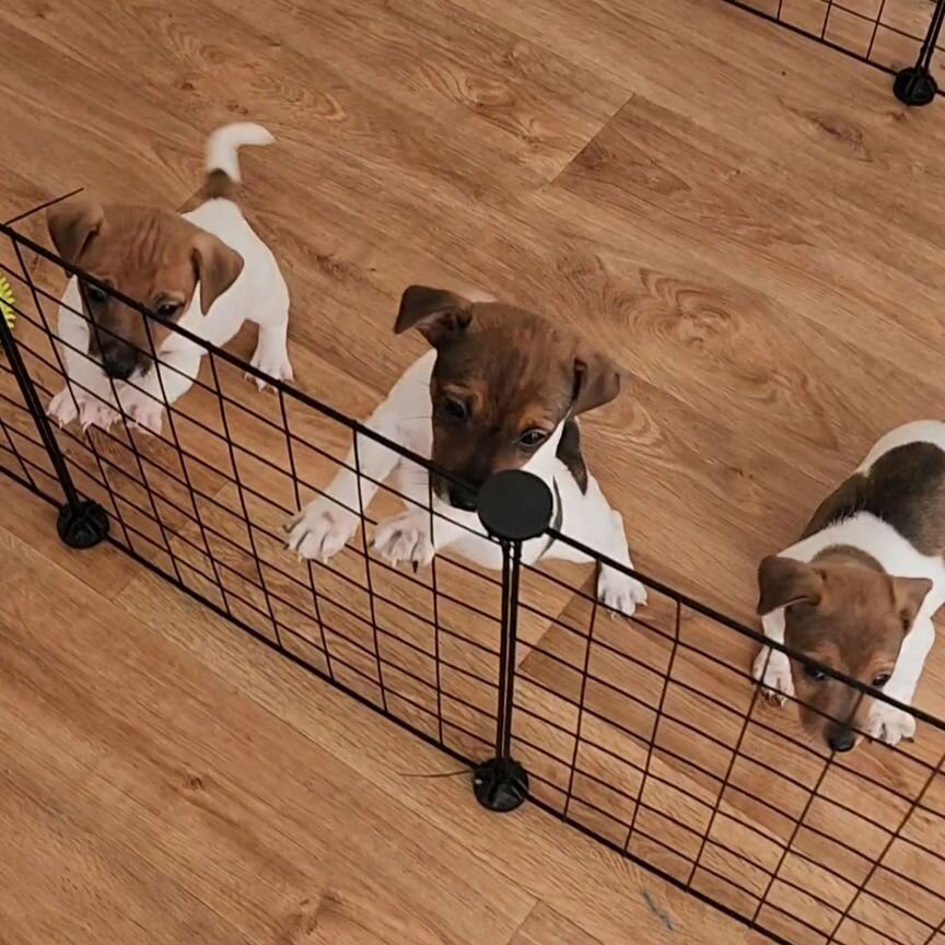 Джек рассел