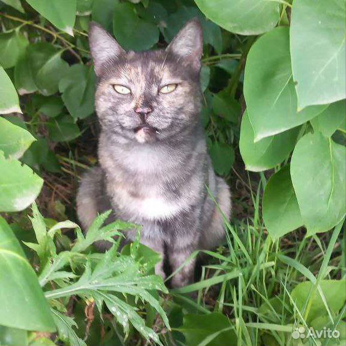 Кошка - улыбашка