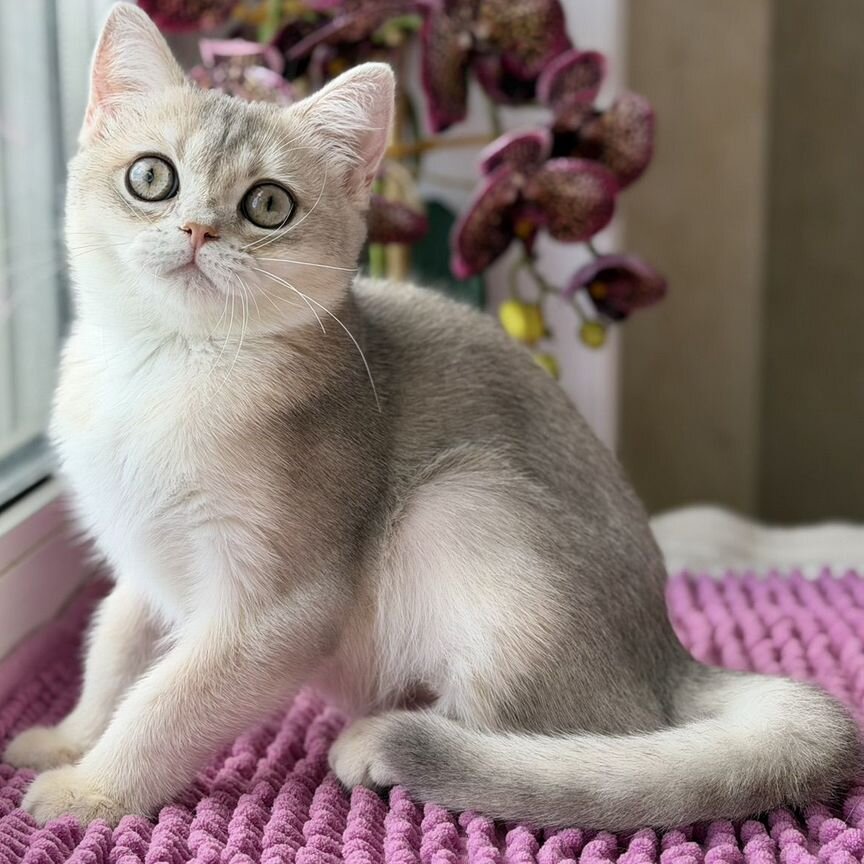 Британский короткошёрстный котёнок