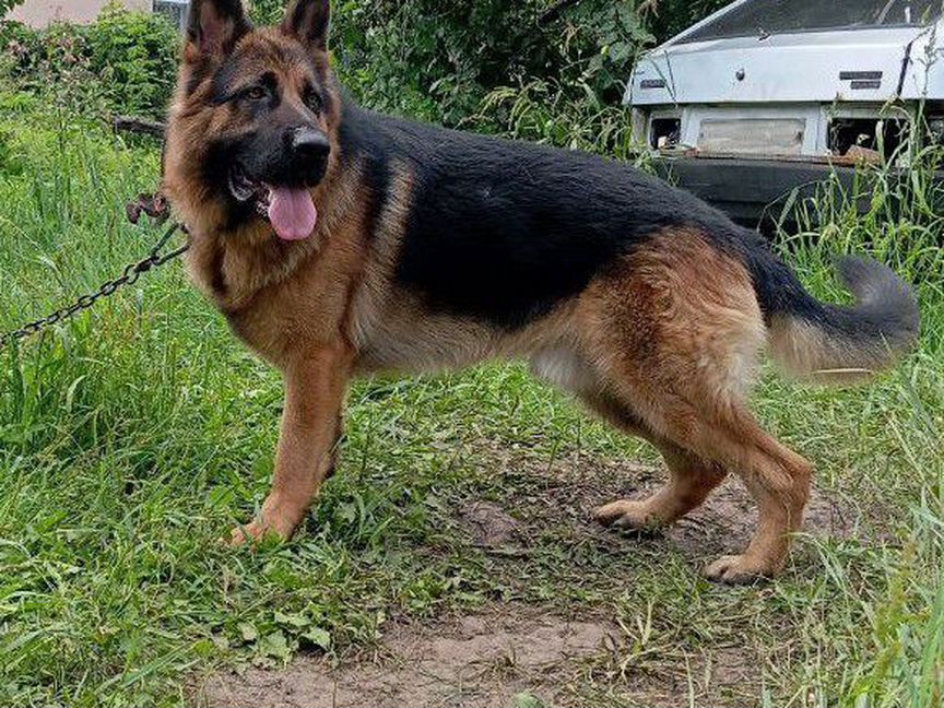 Немецкая овчарка