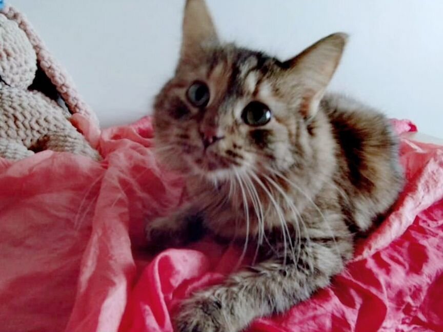 Сибирская кошечка