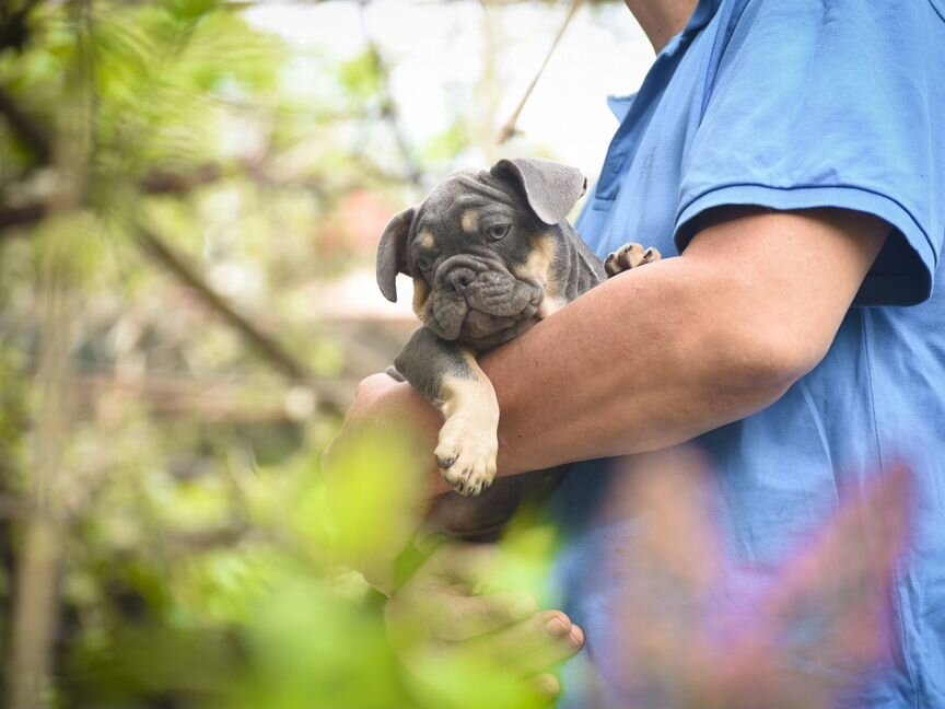 Лиловый мальчик французик 3 мес