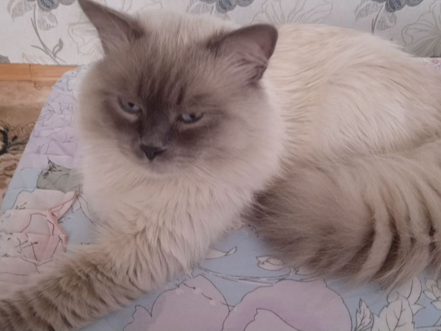 Невский Маскарадный кот и две девочки