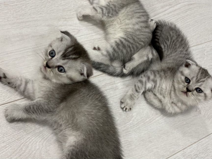 Шотландские котята серебристой шиншиллы