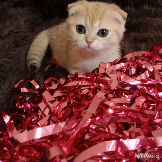 Продаются кошечки Золотая шиншилла