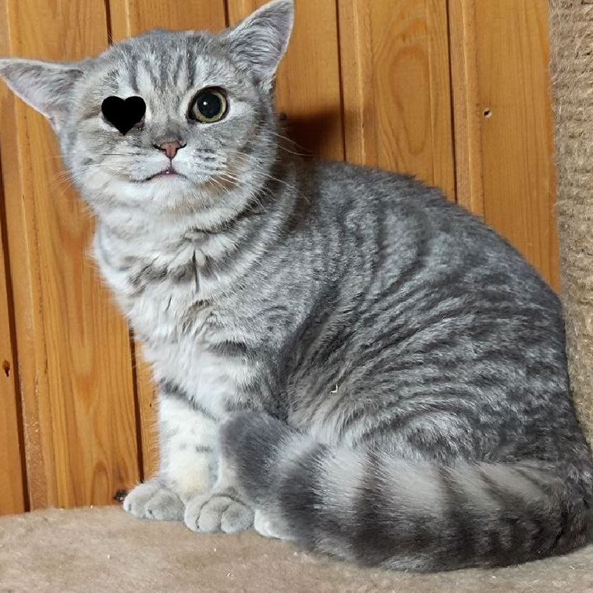 Отдам краш в счастливую семью