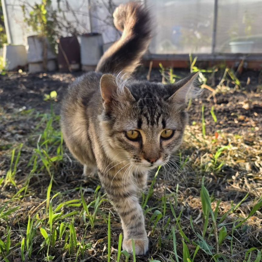 Котенок девочка