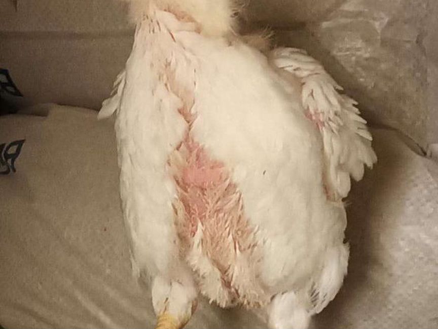 Цыплята бройлеры возраст 21 день