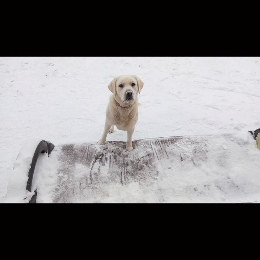 Отдам в добрые руки лабрадора