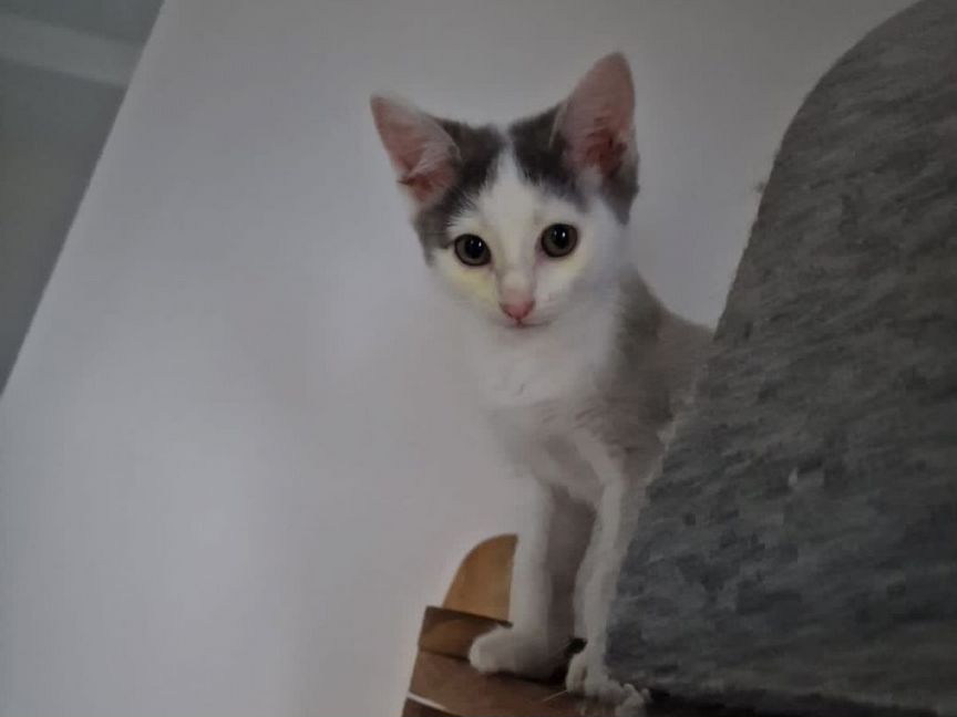 Котенок