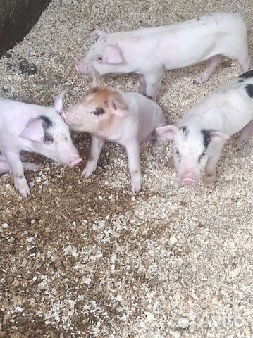 Поросята ландрас - дюрок