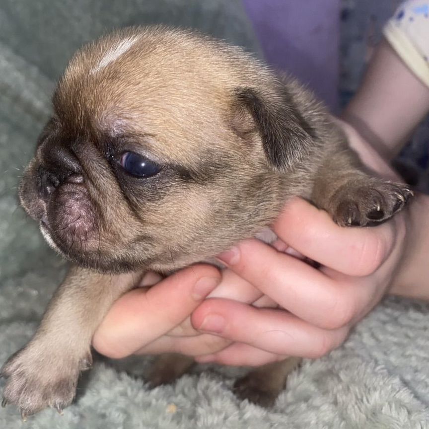 Французский бульдог, щенок