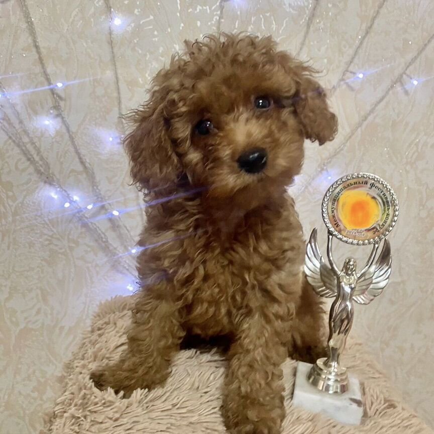 Мальчик красавчик пуделек