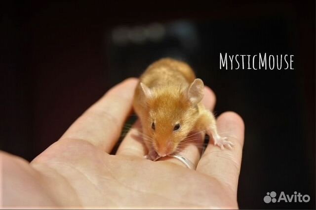 Хвостики из пк