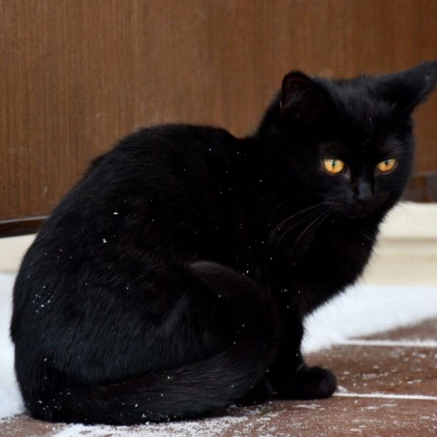 В добрые руки котик 5мес