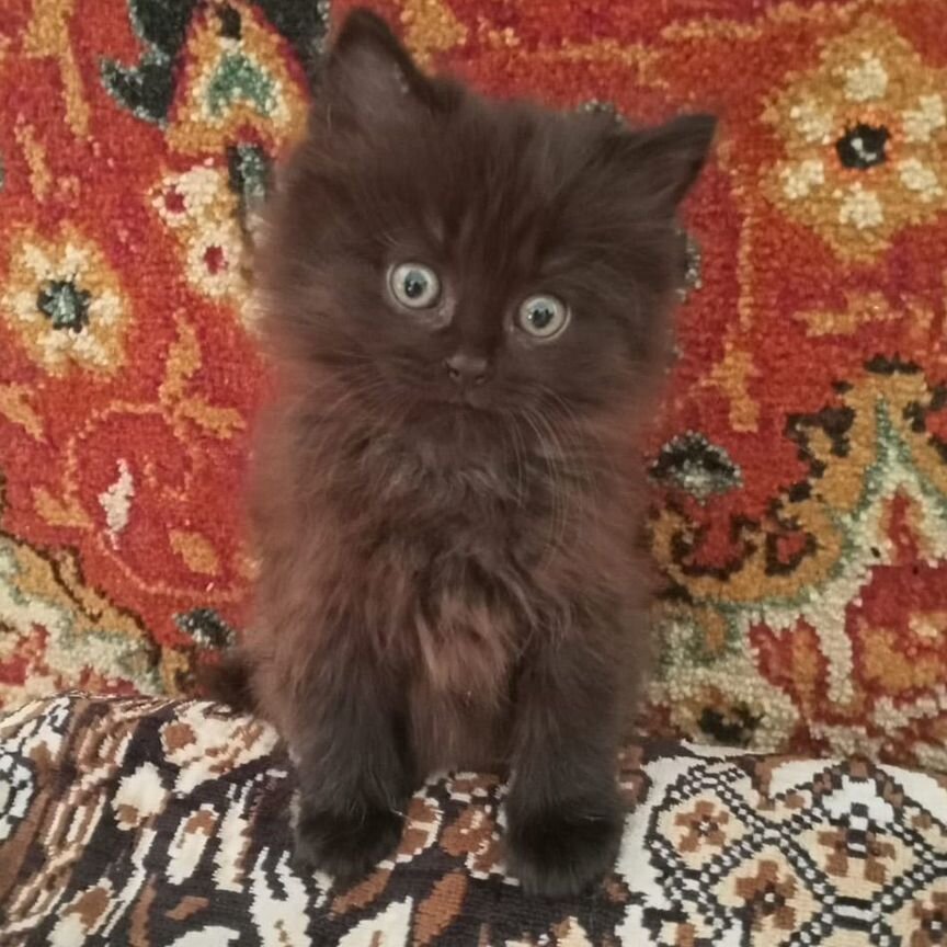 Черные котята (бесплатно)