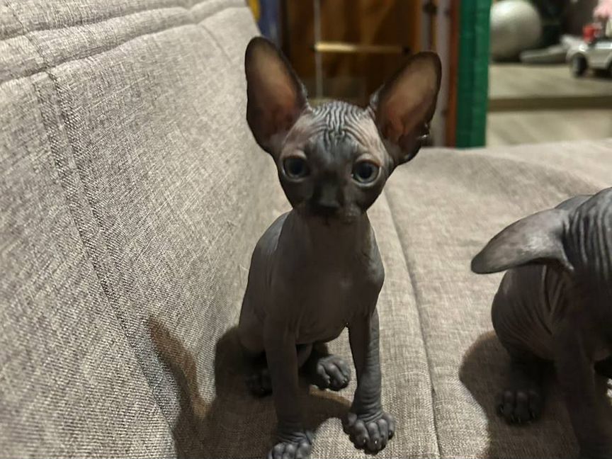 Канадский сфинкс котенок