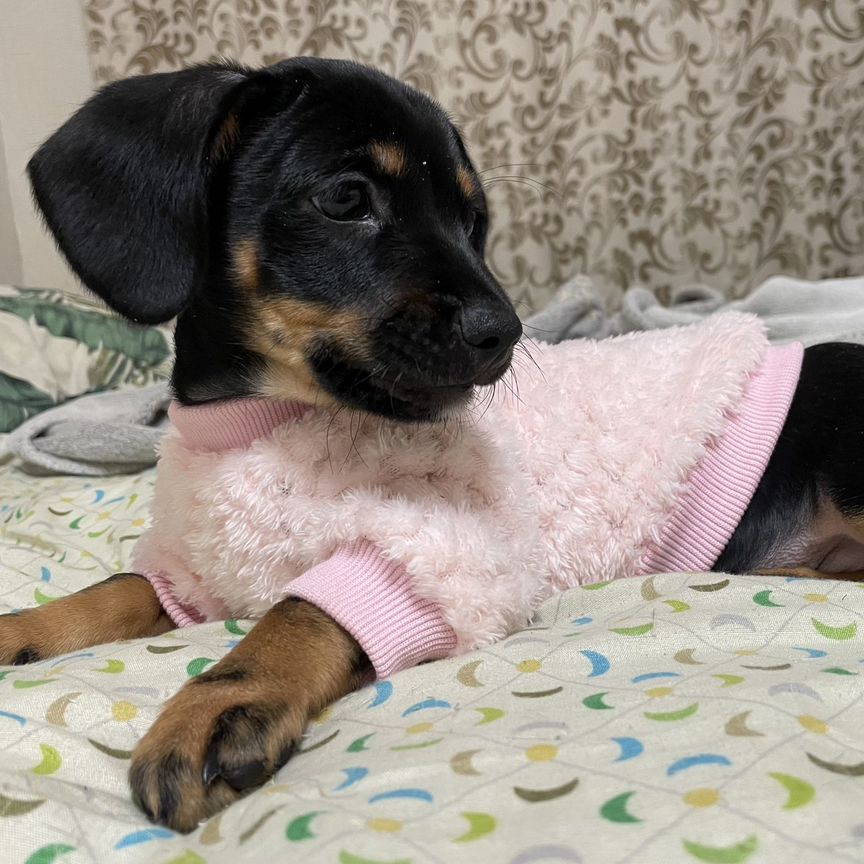 Щенок в добрые руки