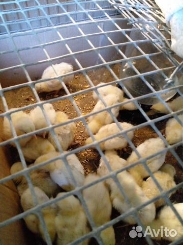 Цыпленок бройлер