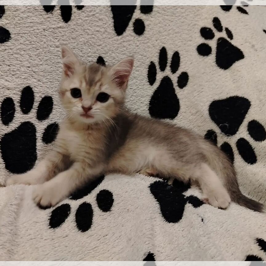 Британский короткошёрстный котёнок