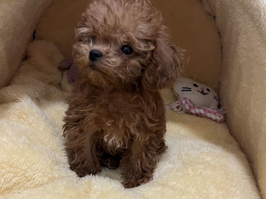 Тикап пудель из Кореи уже в Москве