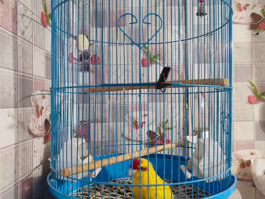 Попугай какарик