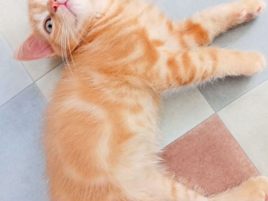 Котята