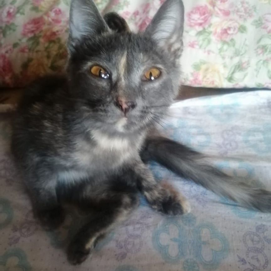 Котёнок девочка 2,5 -3 мес в добрые ручки