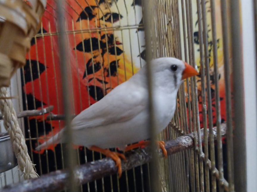 Продам амадину