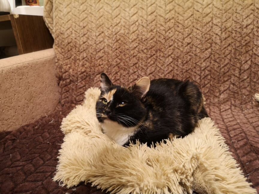 Котенок
