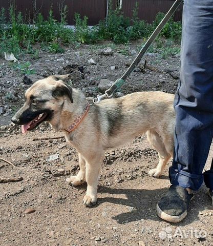 Мелкая, умная собака в добрые руки