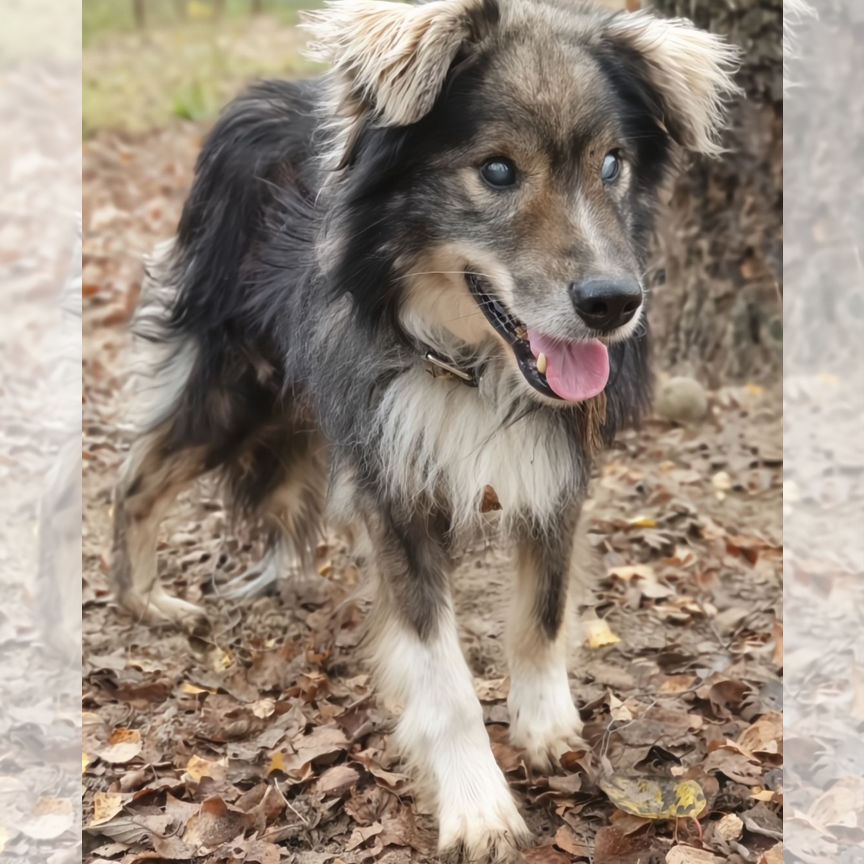 Взрослый пёс в добрые руки