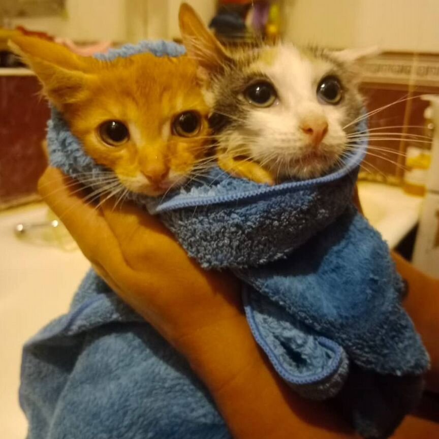 Котята Мальчик и девочка в лучшую семью