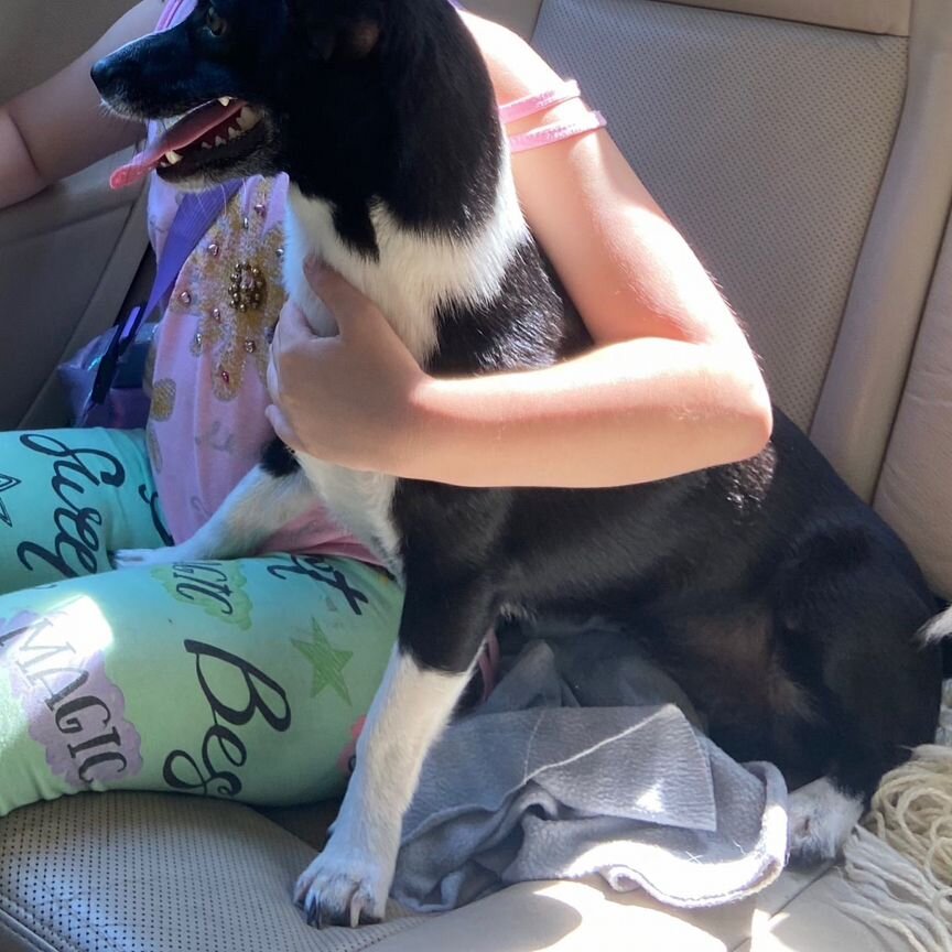 Собака в добрые руки