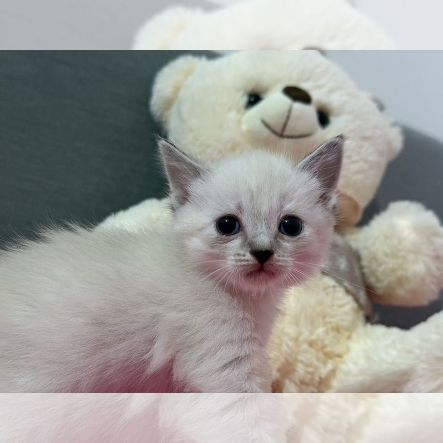 Котёнок от частного владельца