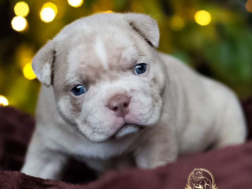 Американский Булли Экзот - Мерле