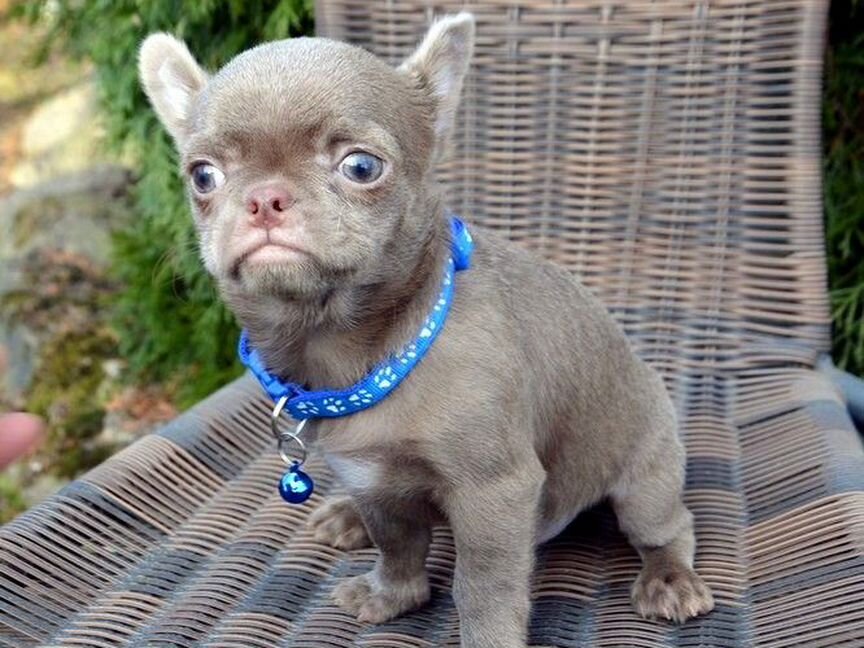 Чихуахуа лиловый, голубоглазый малыш Тедди