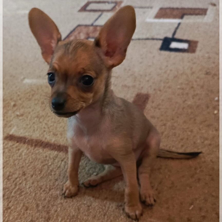 Русский той-терьер, щенок