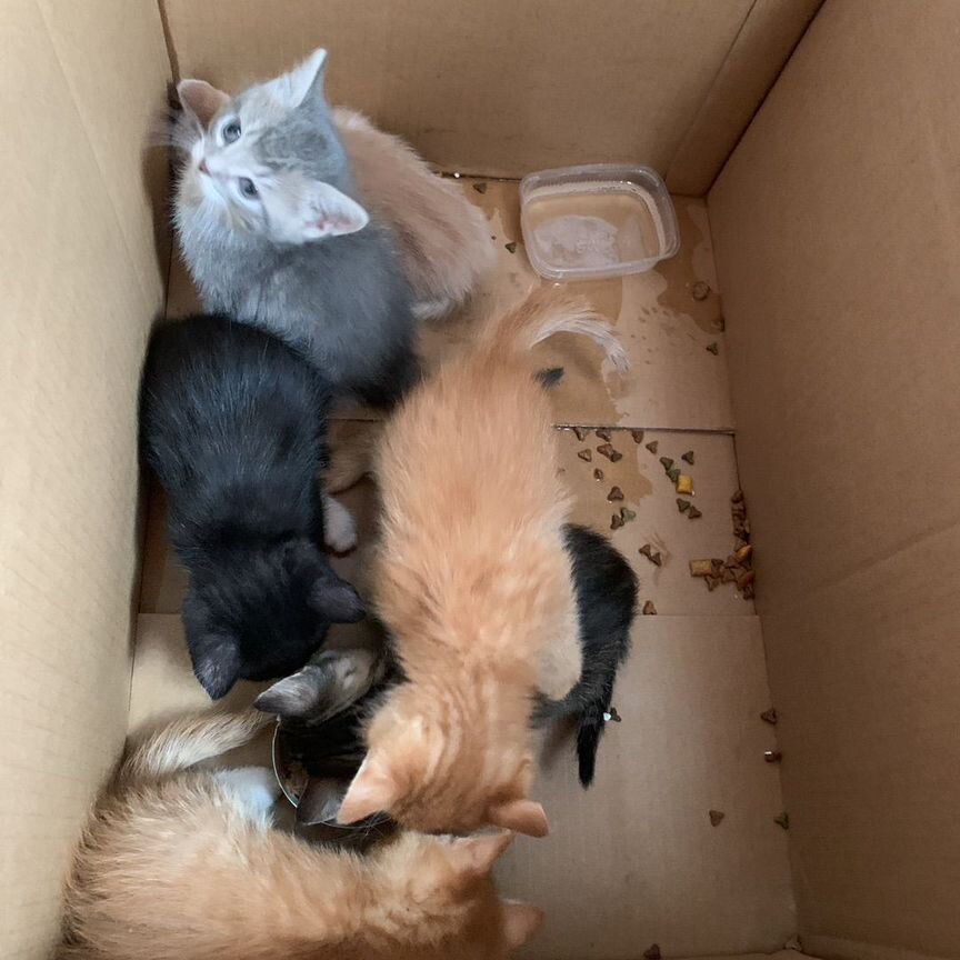 Котята в добрые руки