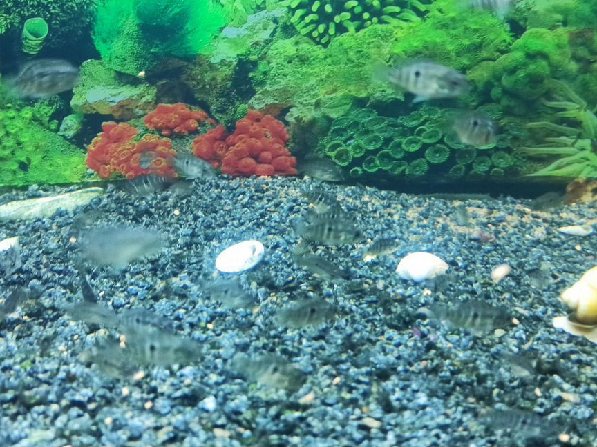 Акара бирюзовая