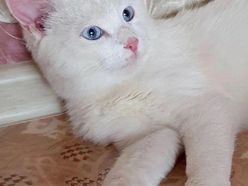 Особенный котик