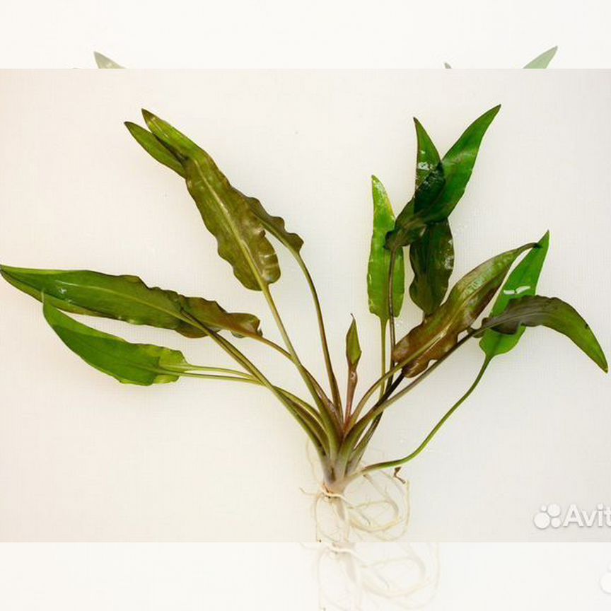 Аквариумные рыбки и растения