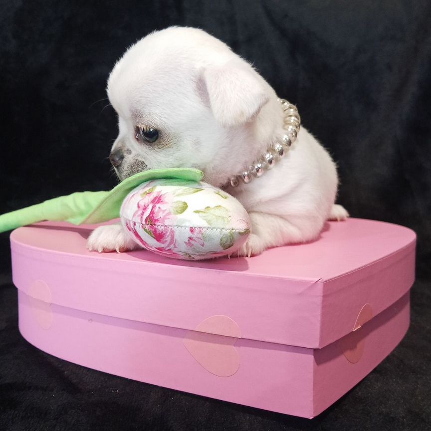 Чихуахуа, щенок