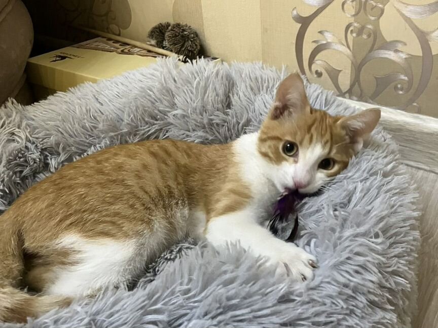 Потерялся котенок