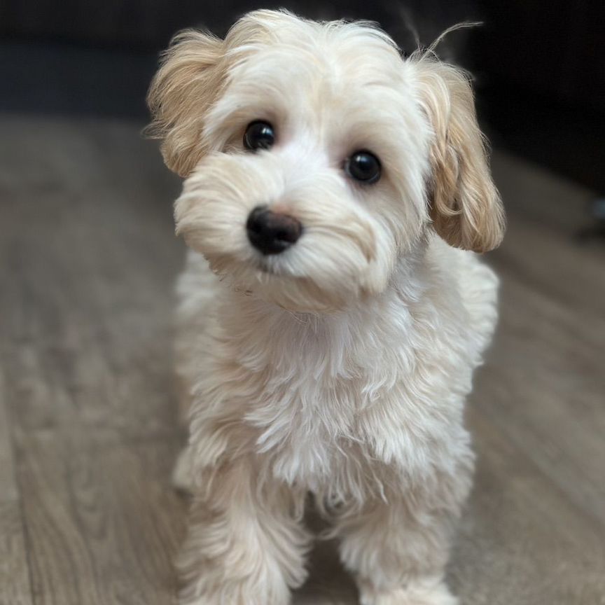 Щенок Мальтипу (мальчик)