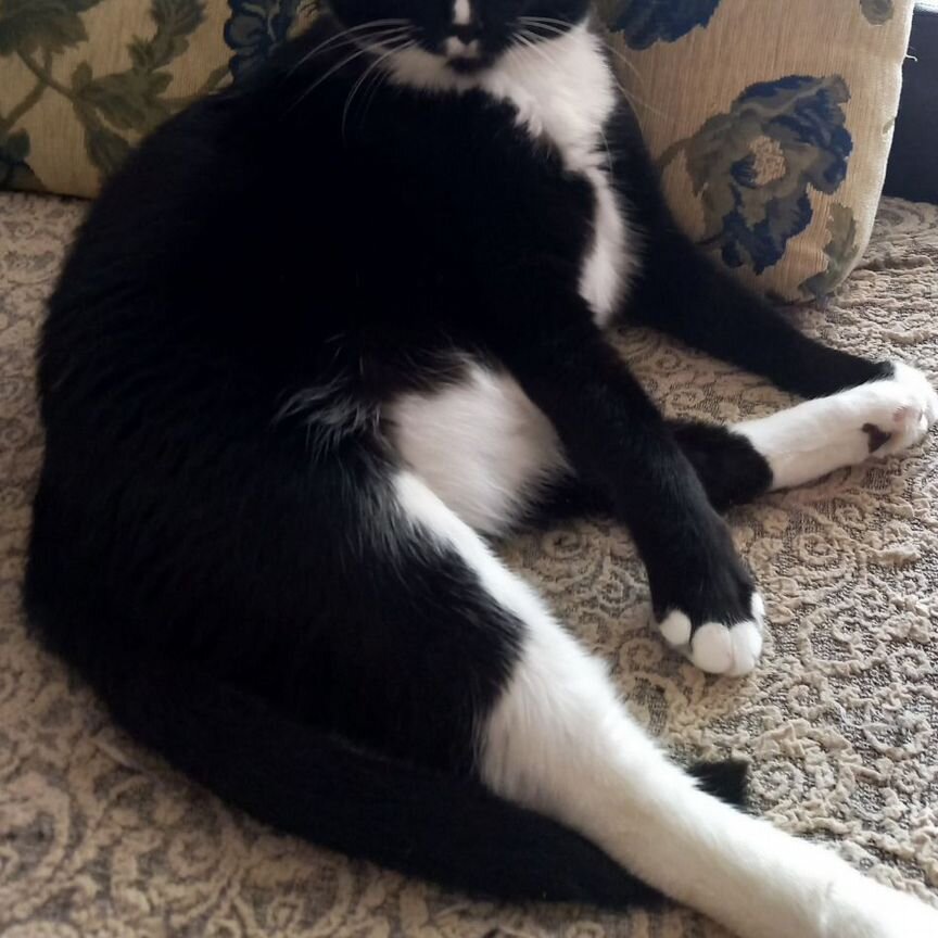 Взрослая кошка в добрые руки