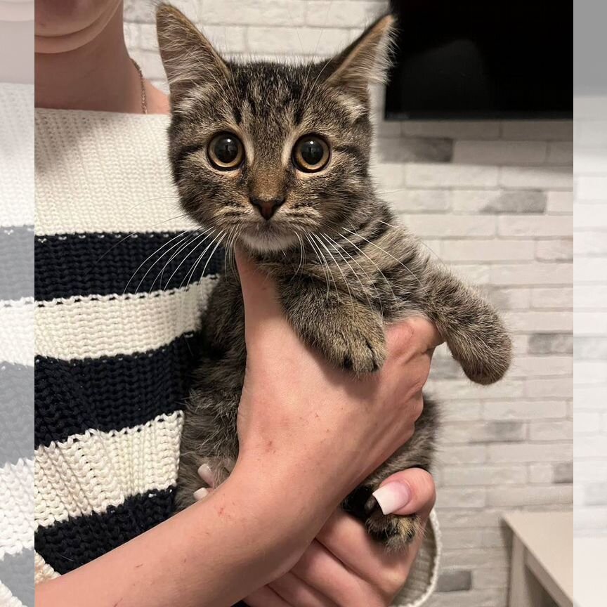 Маленький ласковый котенок в добрые руки